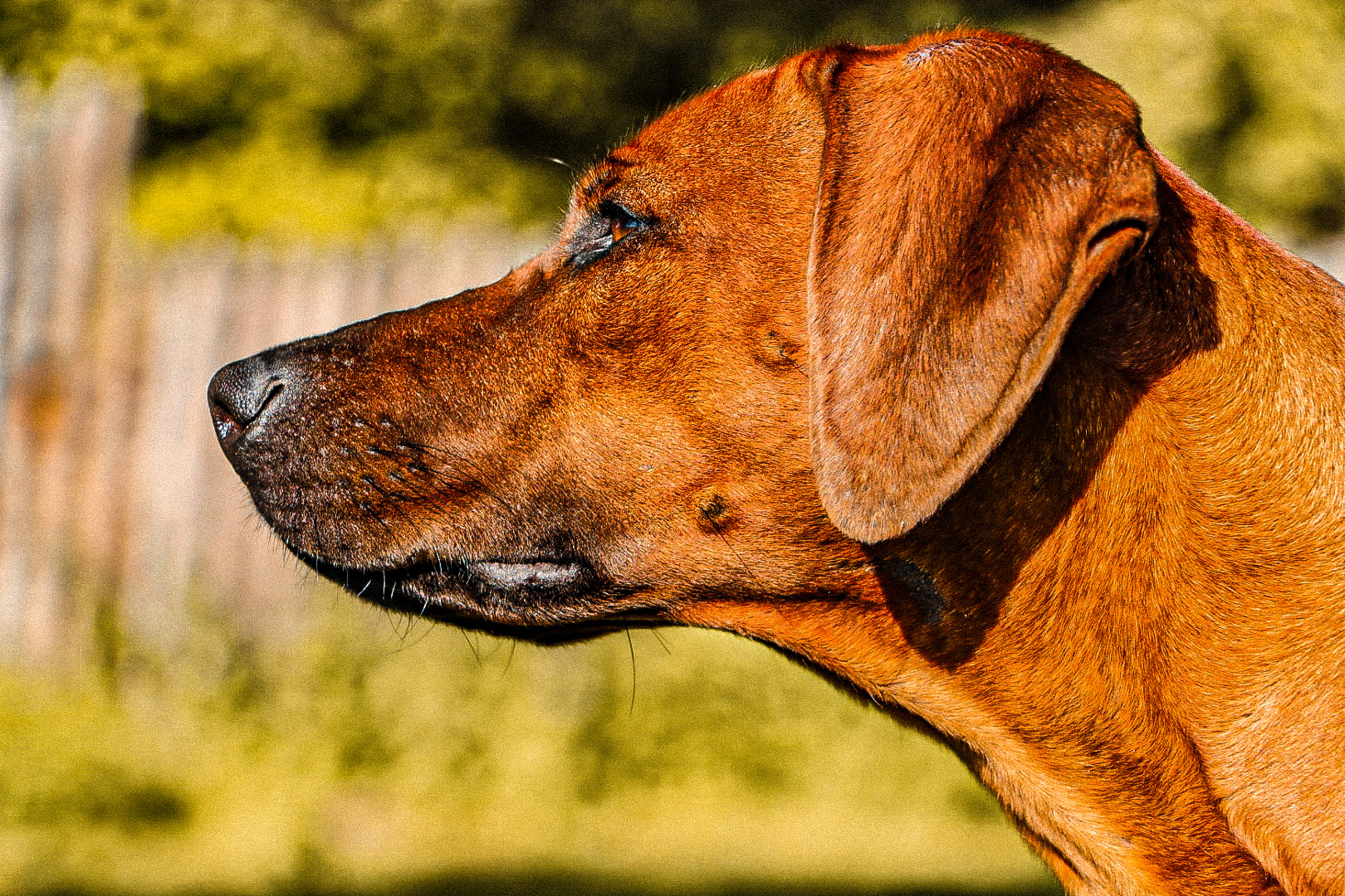 Crying Wolf's Ridgebacks - Daten und Fakten